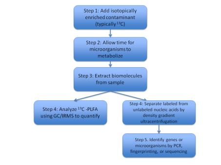 7 Stable Isotope Probing (SIP)