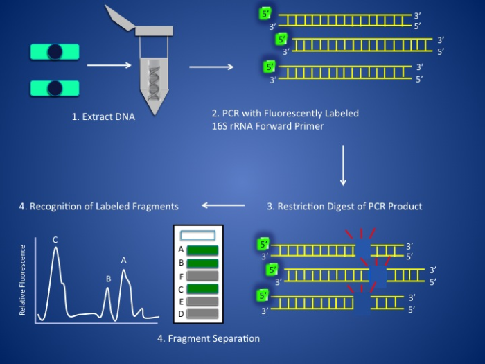 5 Microbial Fingerprinting Methods