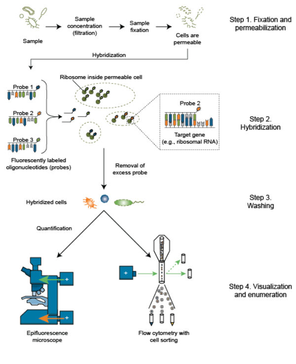 9 Fluorescence In Situ Hybridization (FISH)
